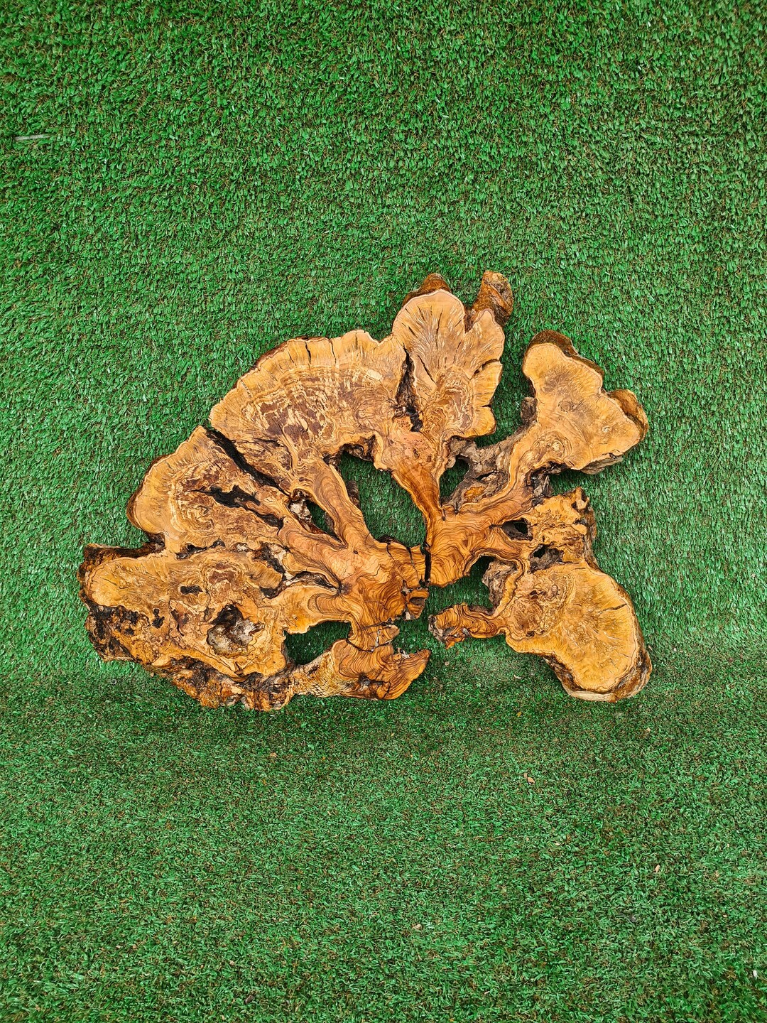 32'' Olive Wood Root Slice Live Edge Olive Wood - Etsy