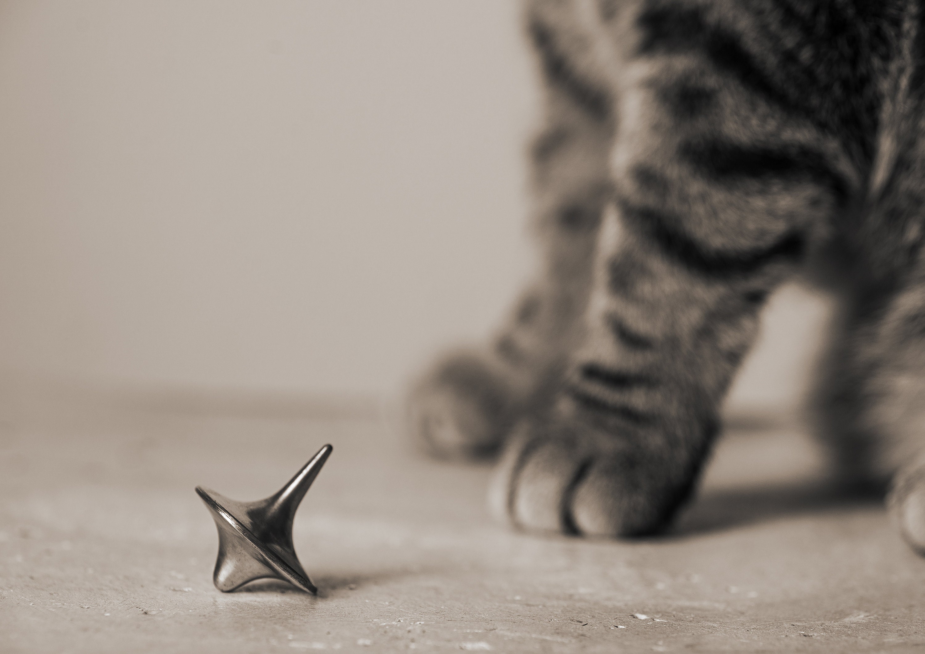 Cat - Spinning - Top - Art Print - Wall Art - Digital Print ...