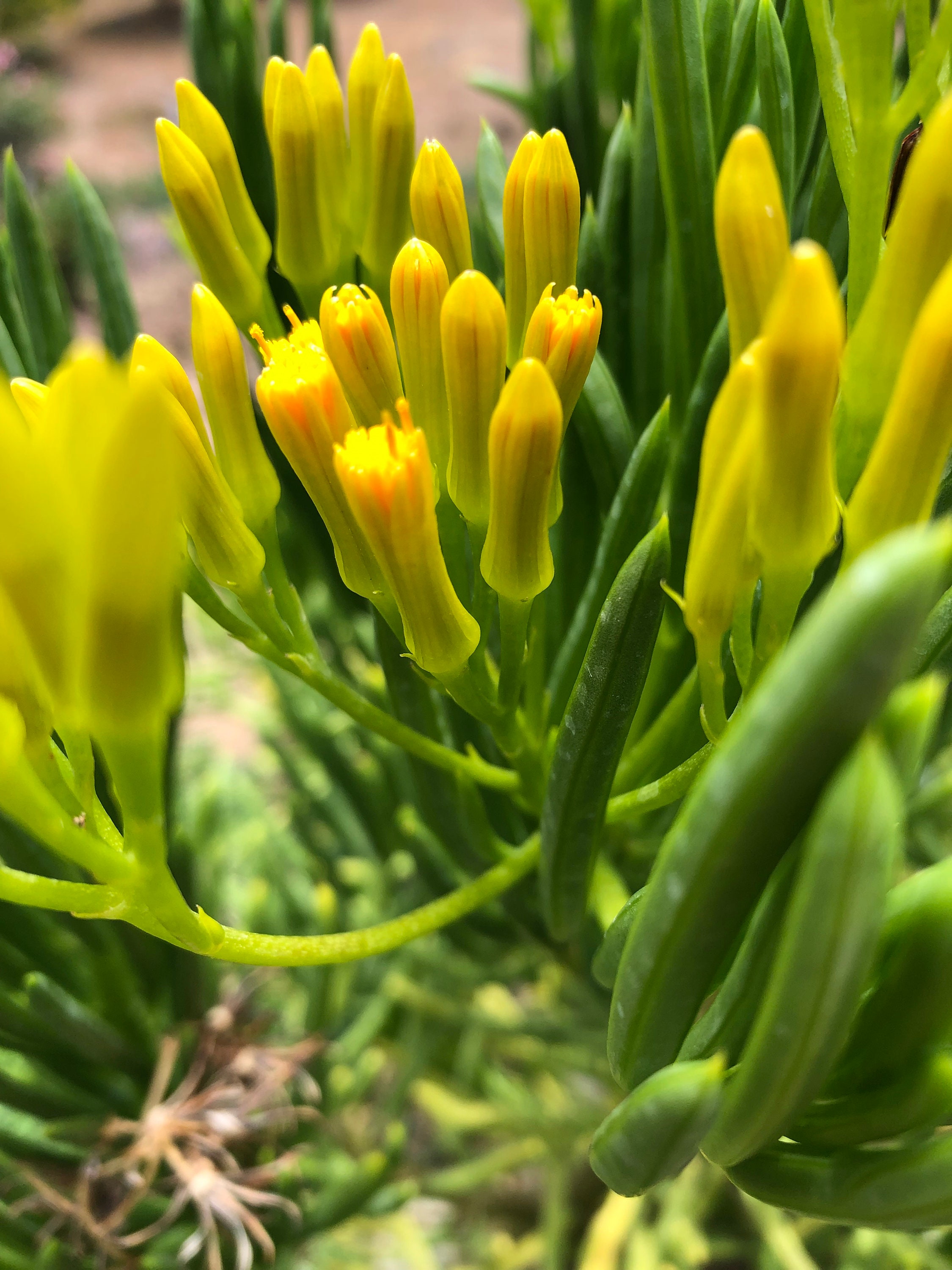 Floral & Garden Crafts Home & Hobby Lemon Bean Bush 2 to 4 tall Live ...