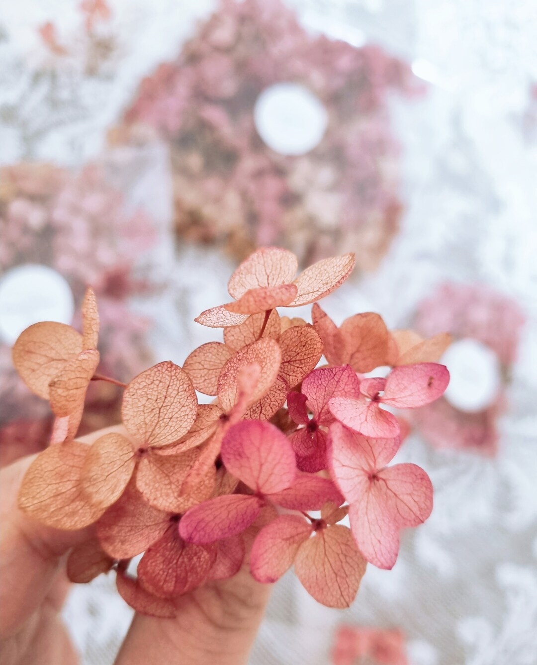 Preserved Watermelon Red Hydrangea Flower DIY Packdried - Etsy Australia