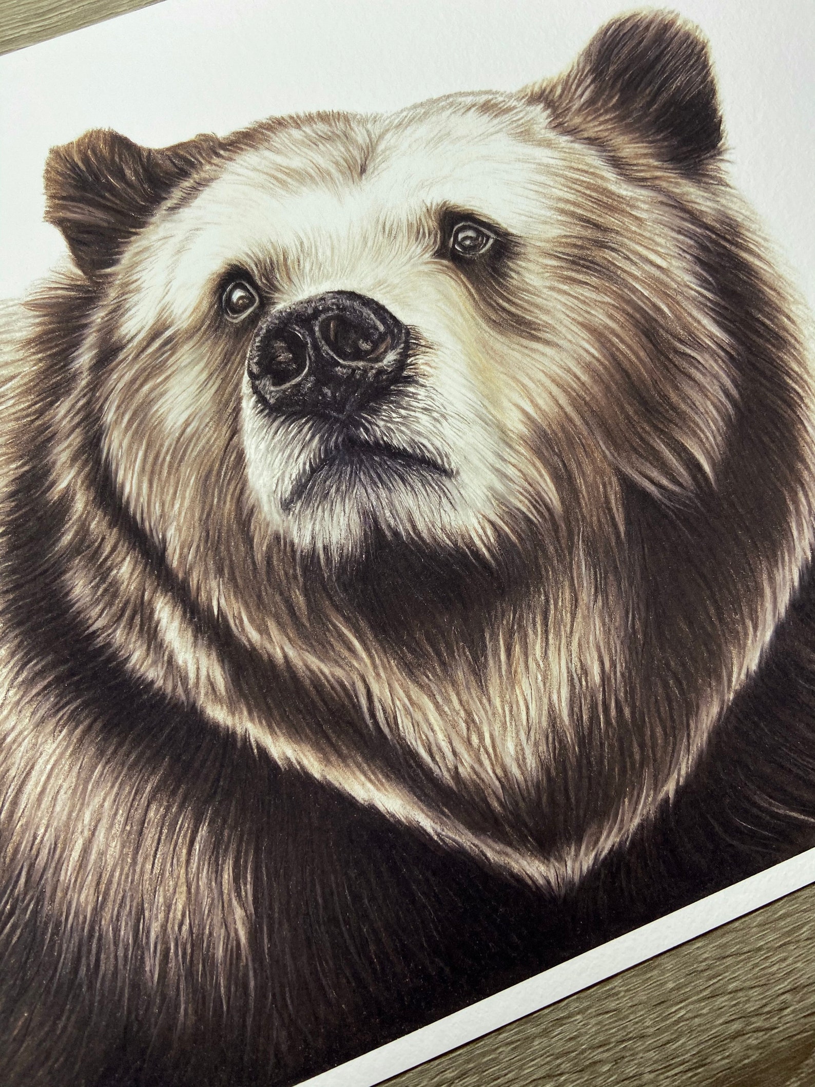 Bear Giclee art print coloured pencil art drawing A4 A5 | Etsy