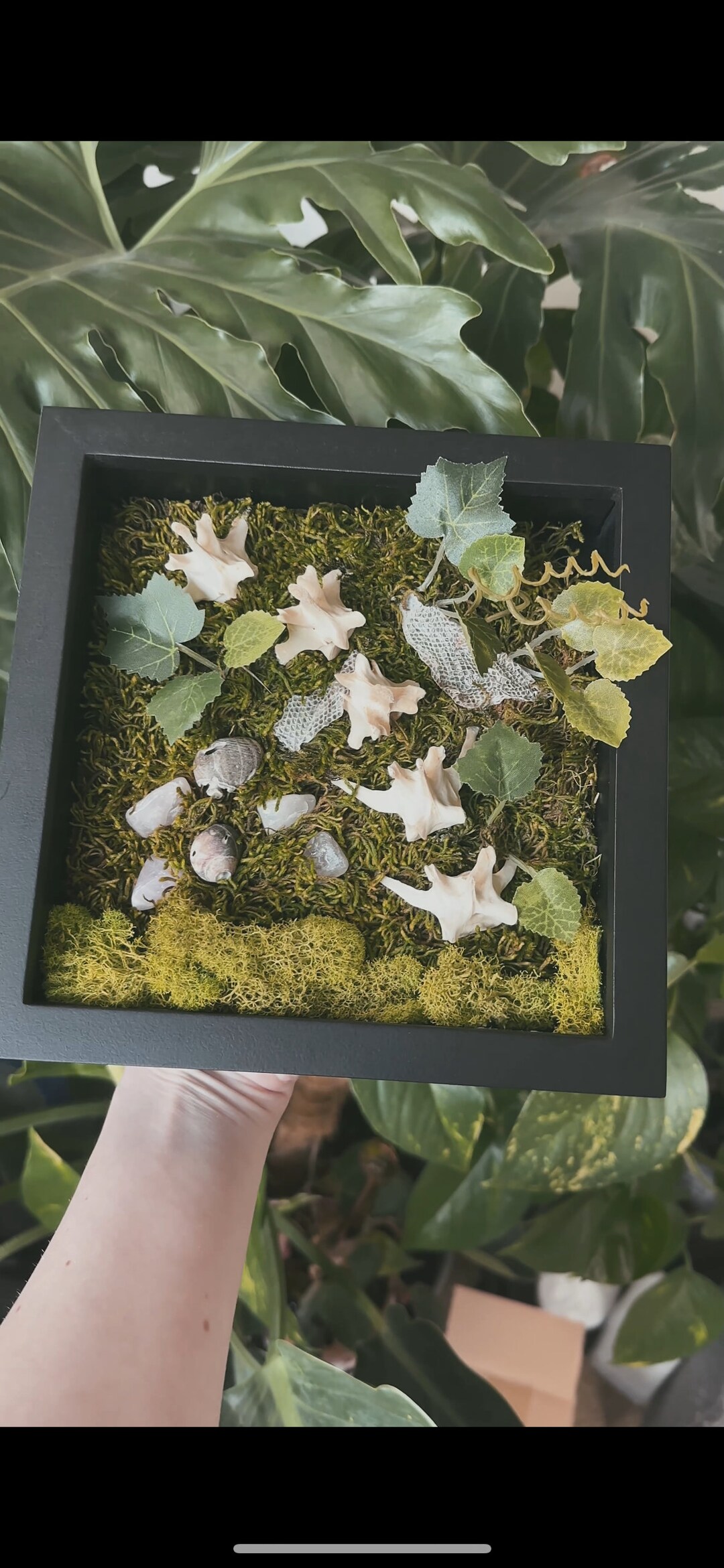 Cat Vertebrae Shadow Box Display, Feline Cat Memorial - Etsy