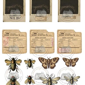 Grungy Vintage Entomology (digital Paper Set) - Etsy