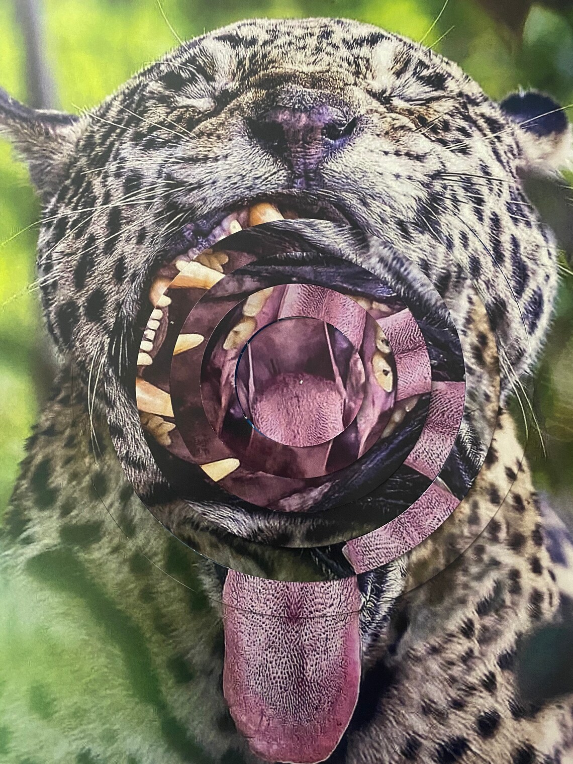 Cheetah Collage: Good Kitty - Etsy