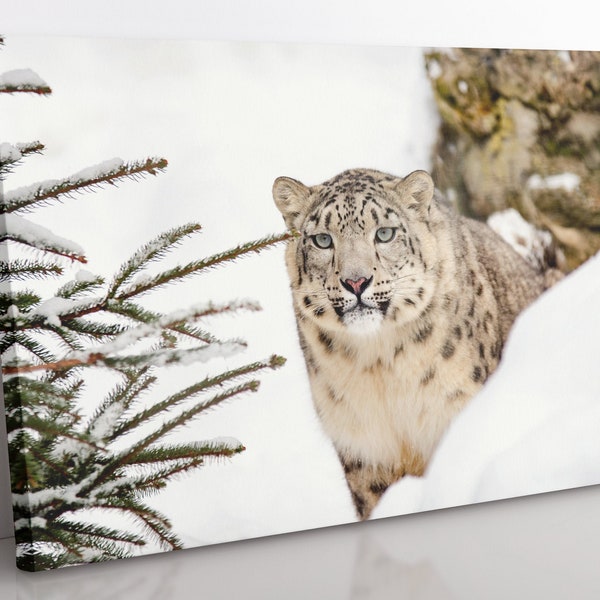 Snow Leopard Art - Etsy