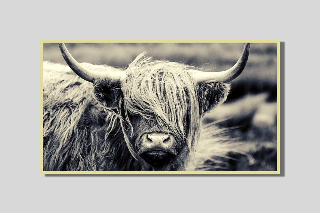 Highland Cow Portrait: Farmhouse TV Art (digital Download) - Etsy