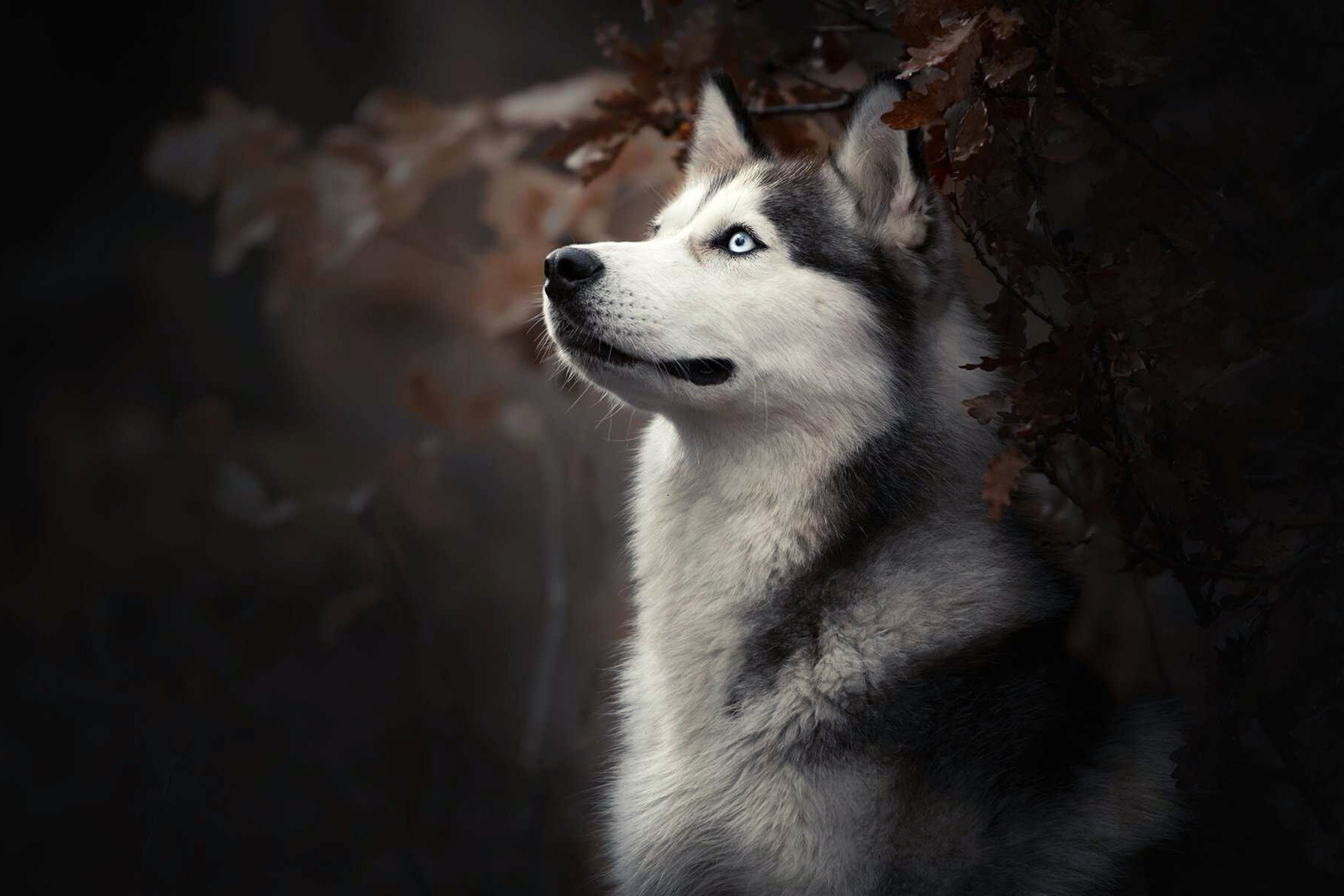 Siberian Husky Wall Art Large Unframed Dog Poster Print Home - Etsy UK