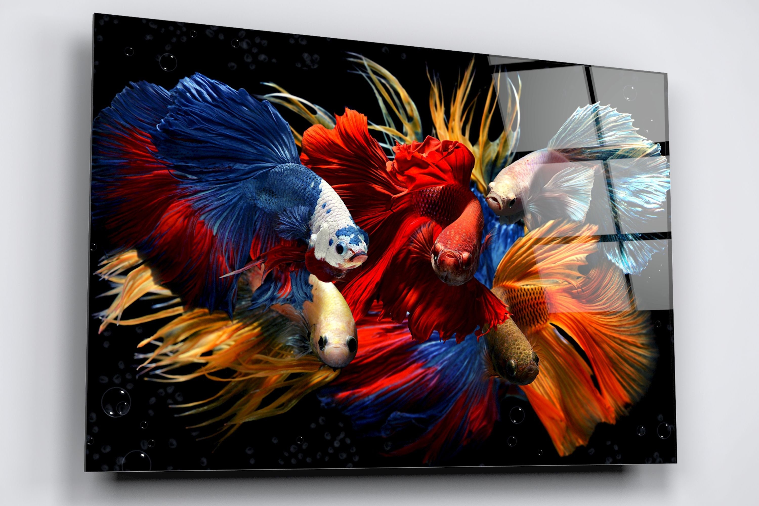 Betta Fish Acrylic Glass Wall Art Large High Gloss Home Decor | Etsy