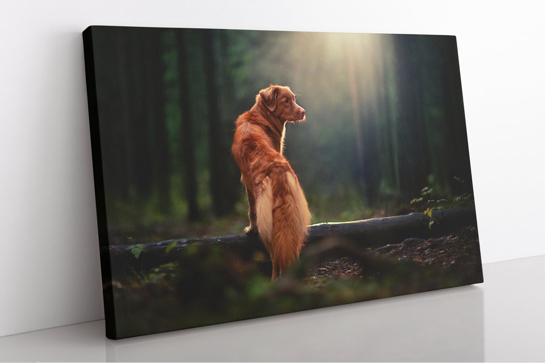 Nova Scotia Duck Toller Canvas Print: Framed Dog Wall Art - Etsy