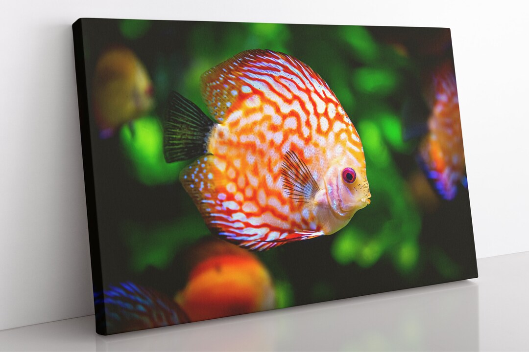 Discus Fish Coral Reef Canvas Wall Art, Large Framed Fish Print Home ...