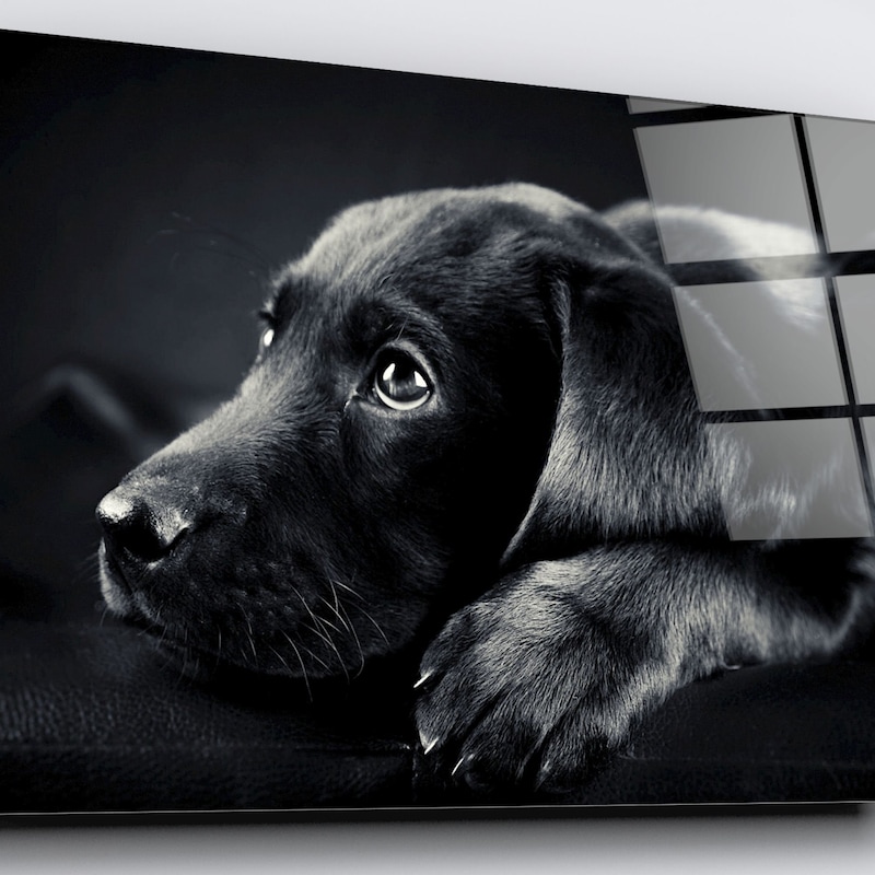 Labrador Wall Art - Etsy