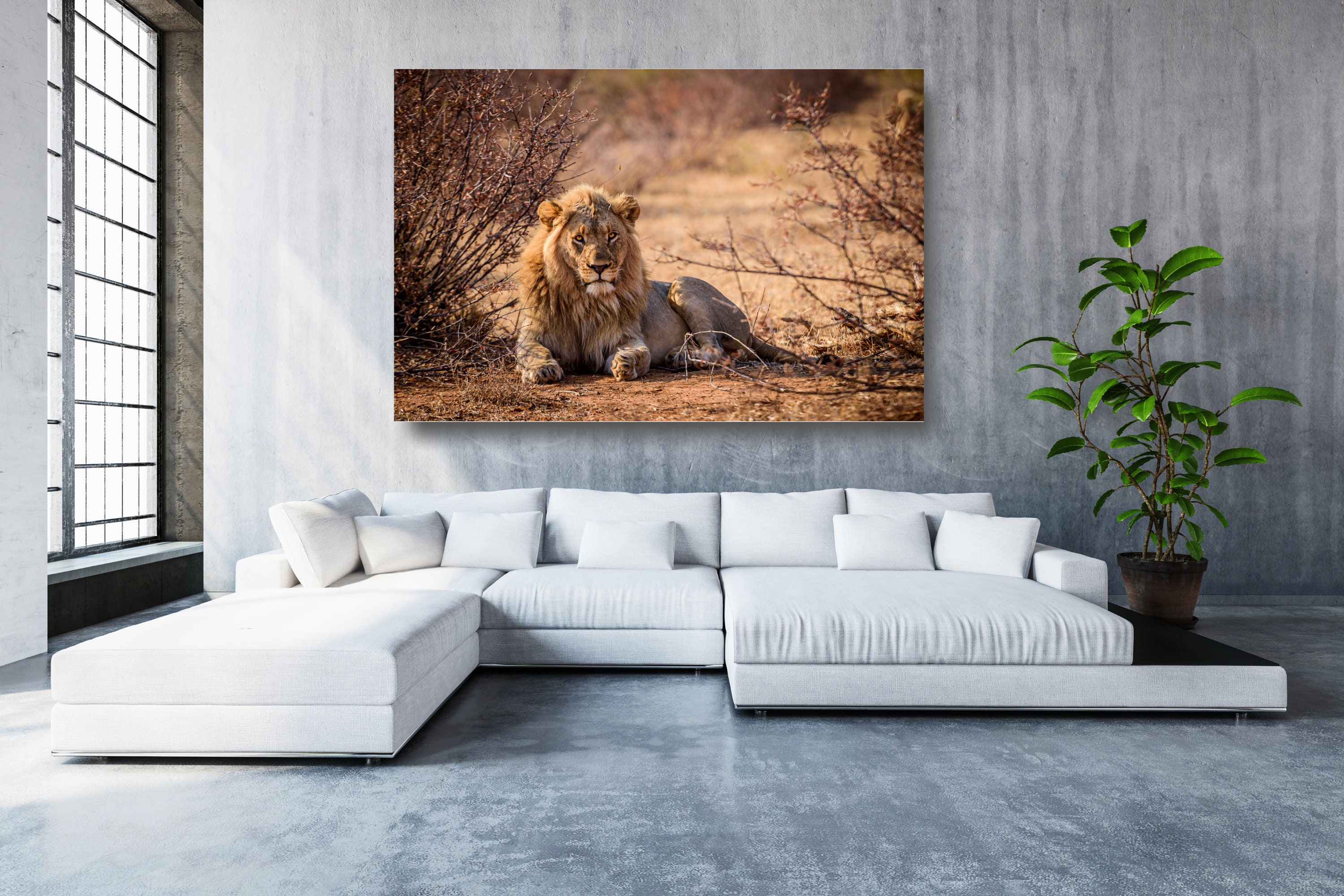 Lion Canvas Wall Art Large Framed Lion Print Home Decor Wall - Etsy UK