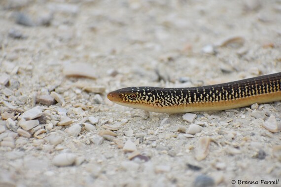 Island Glass Lizard - Etsy