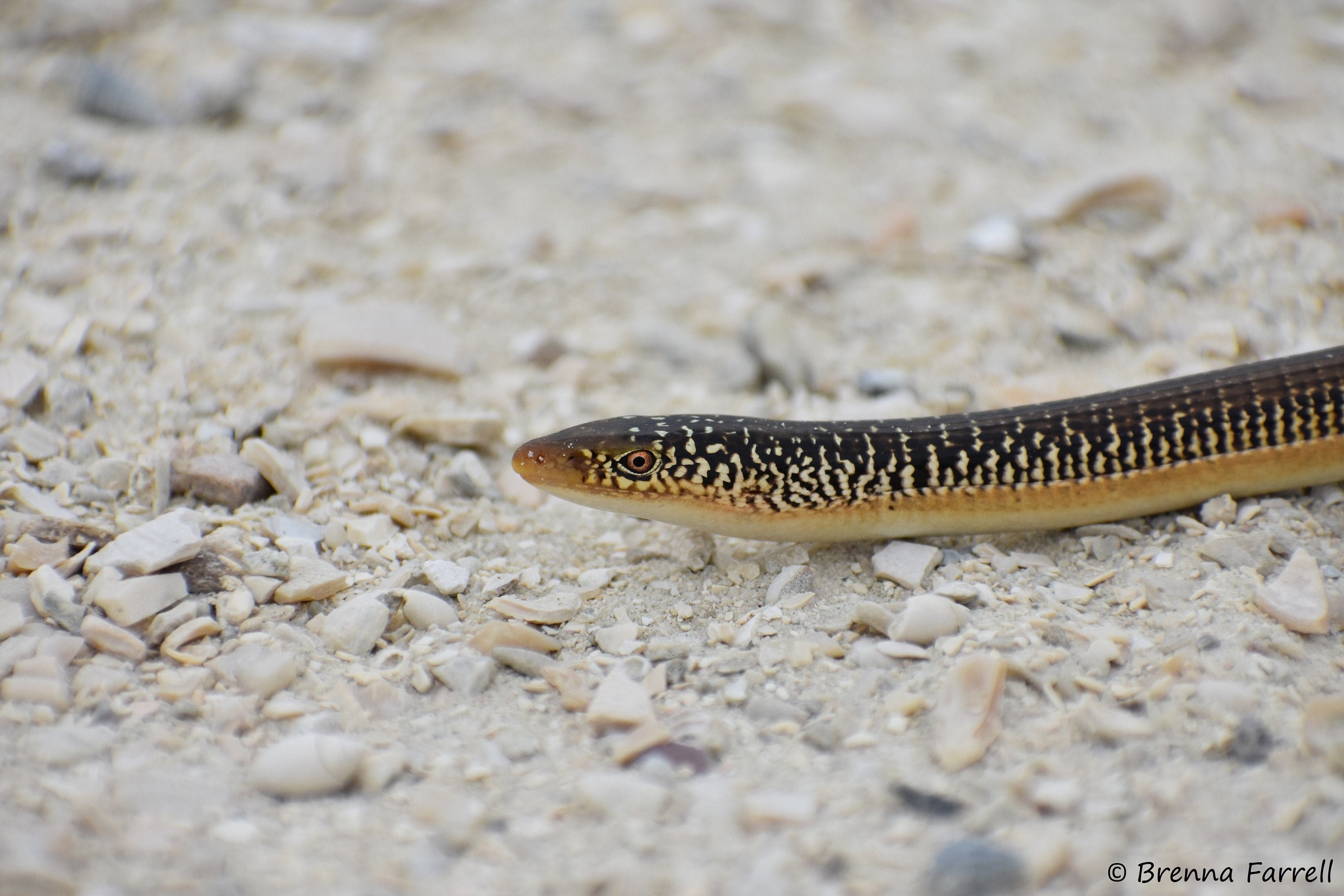 Legless Lizard Skeleton