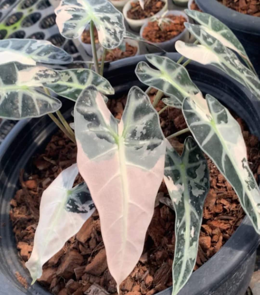 10 Rare Alocasia Bambini Pink Variegated Plant Rooted Rhizome - Etsy