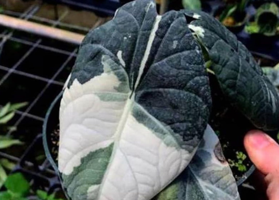 Alocasia Black Velvet Variegated Half-moon Pink and White - Etsy Australia