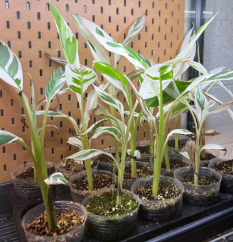 Variegated Albo Musa Hawai Banana Seeds Live Planting Rhizomes - Etsy
