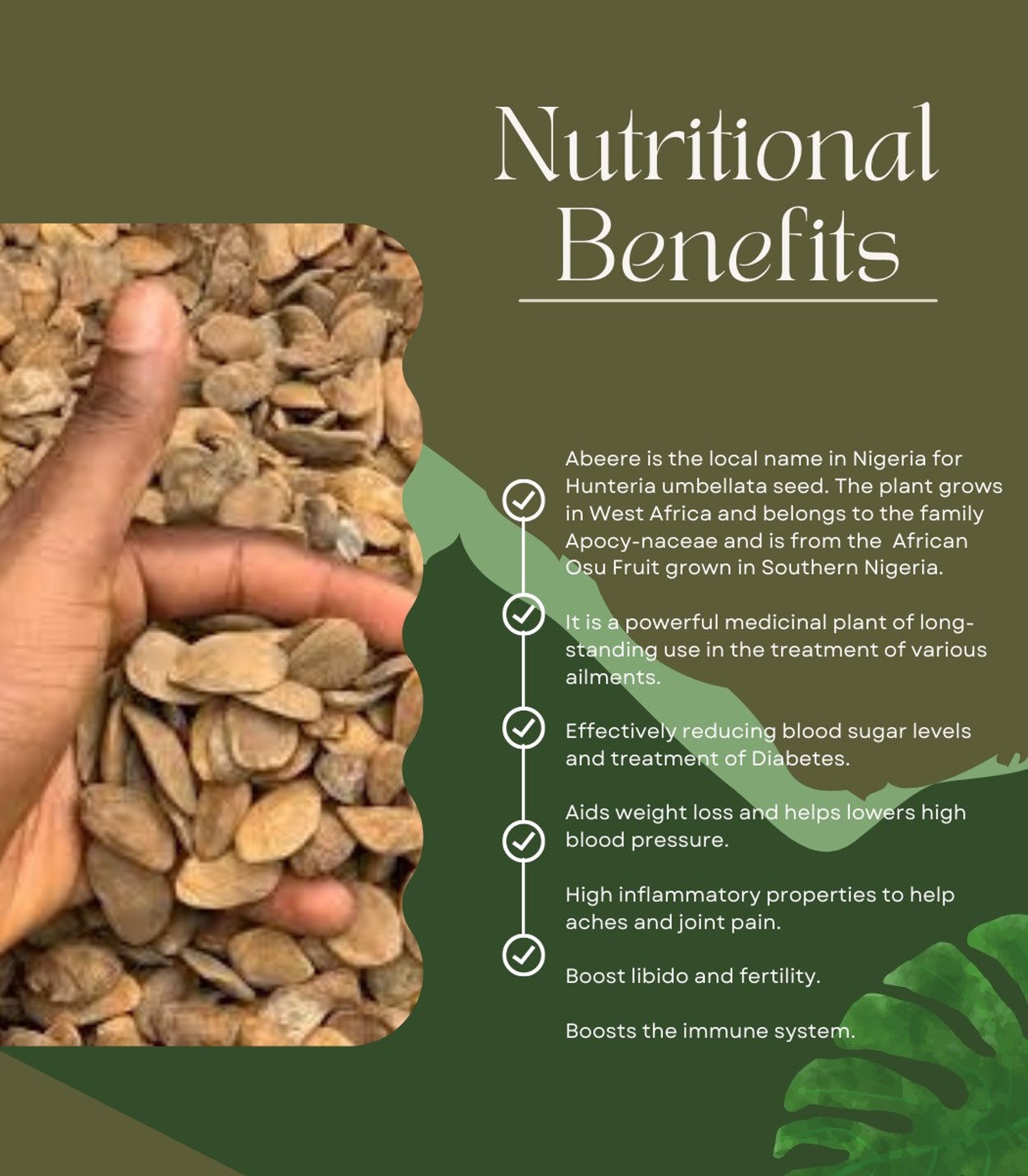 Organic African Pure Abere Seed Powder Capsules hunteria - Etsy