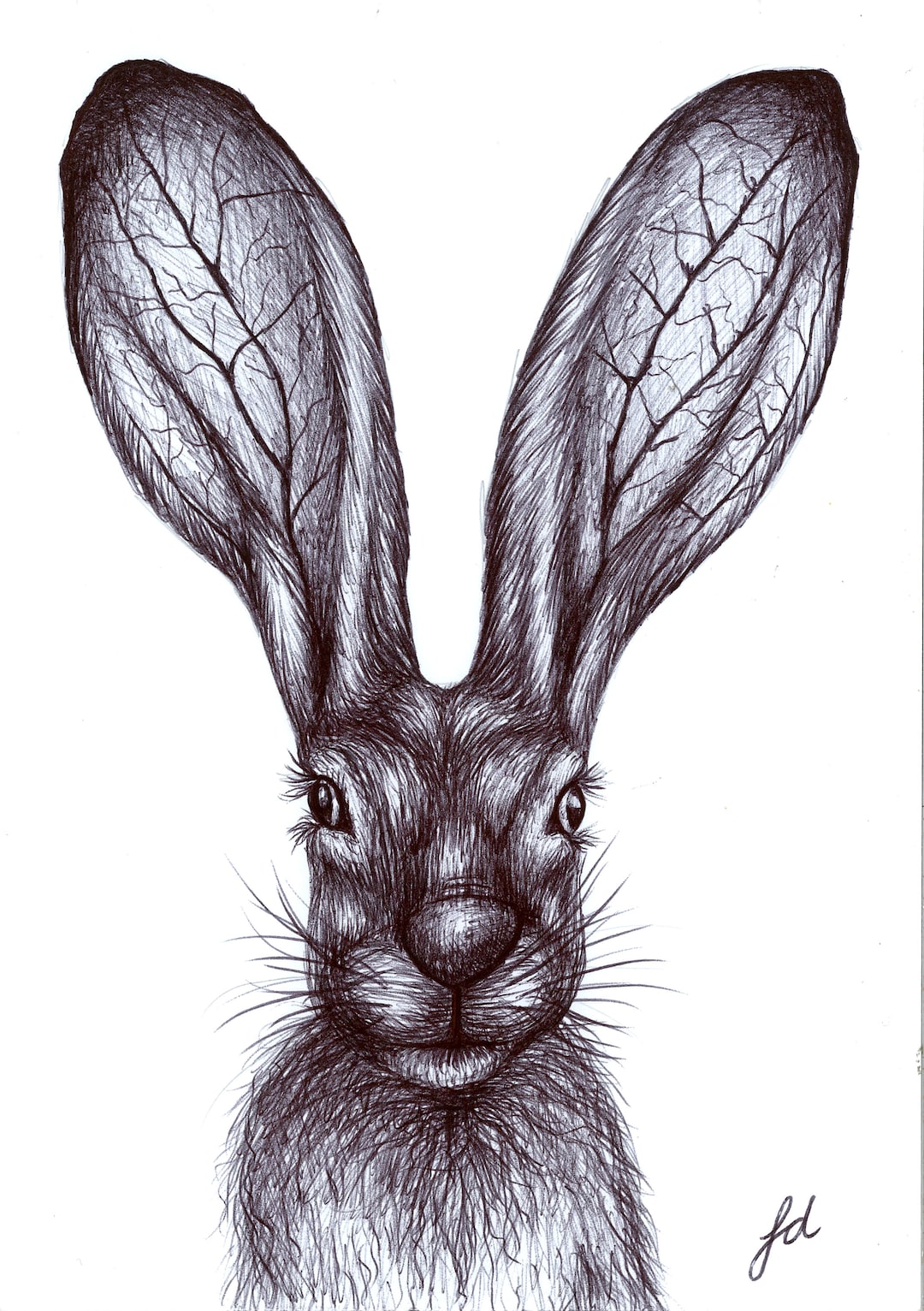 Biro Drawing Print, Art, Jack Rabbit, Animal Print, A5 A4 - Etsy