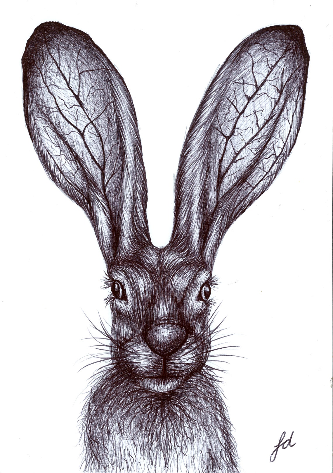 Biro Drawing Print, Art, Jack Rabbit, Animal Print, A5 A4 - Etsy