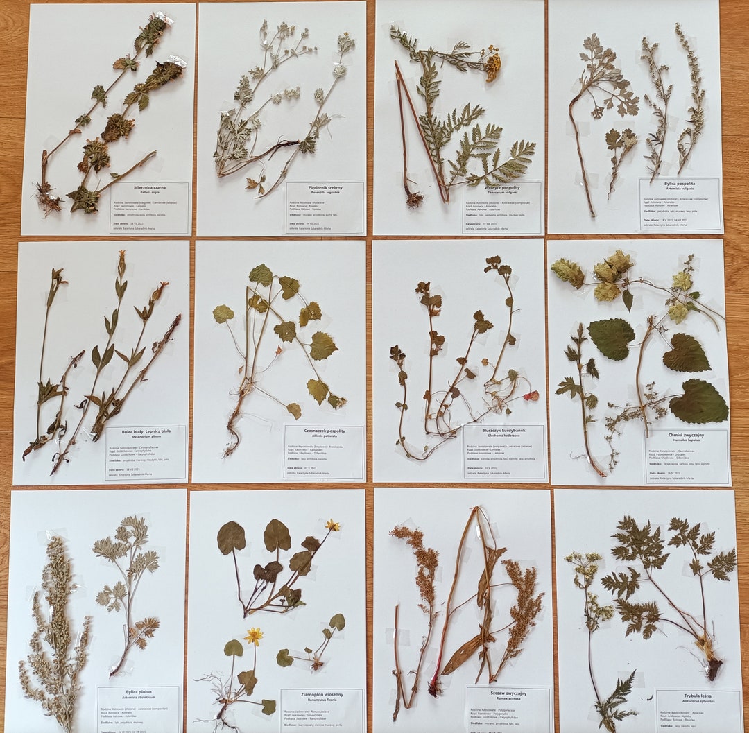 20 Weeds Glued on Fat Paper A4 Herbarium 2024 - Etsy