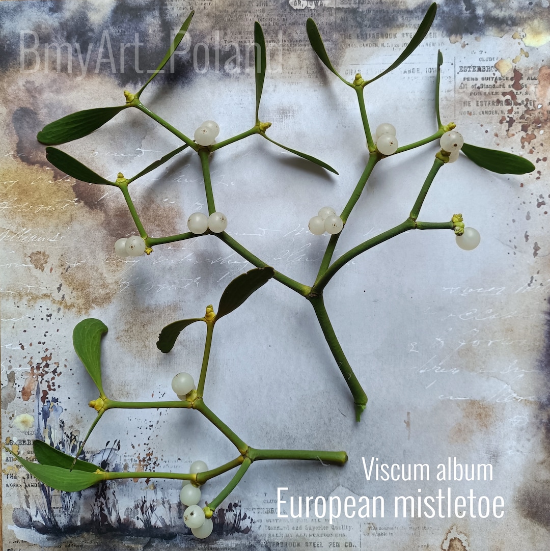 Viscum Album, European Mistletoe Botanical Plate - Etsy