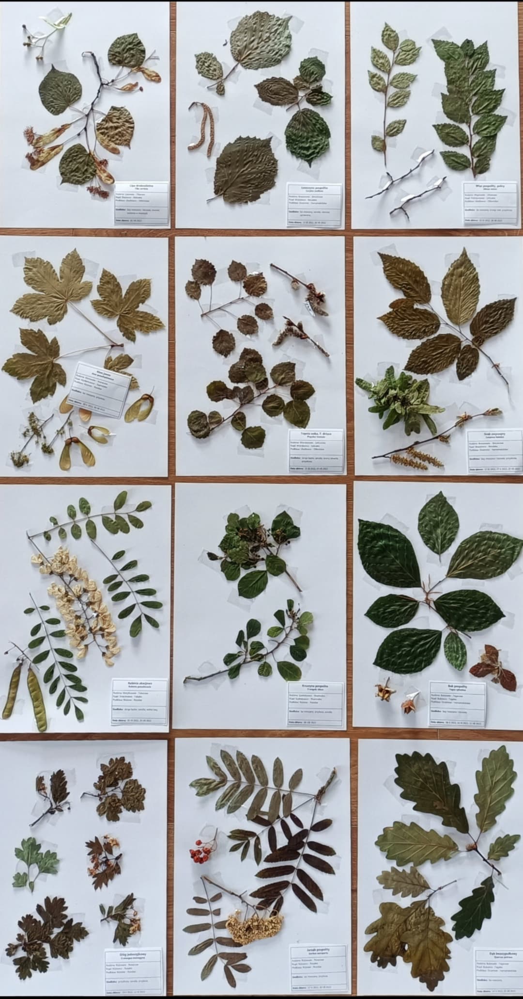 40 Species Medicine European Plants Herbarium - Etsy