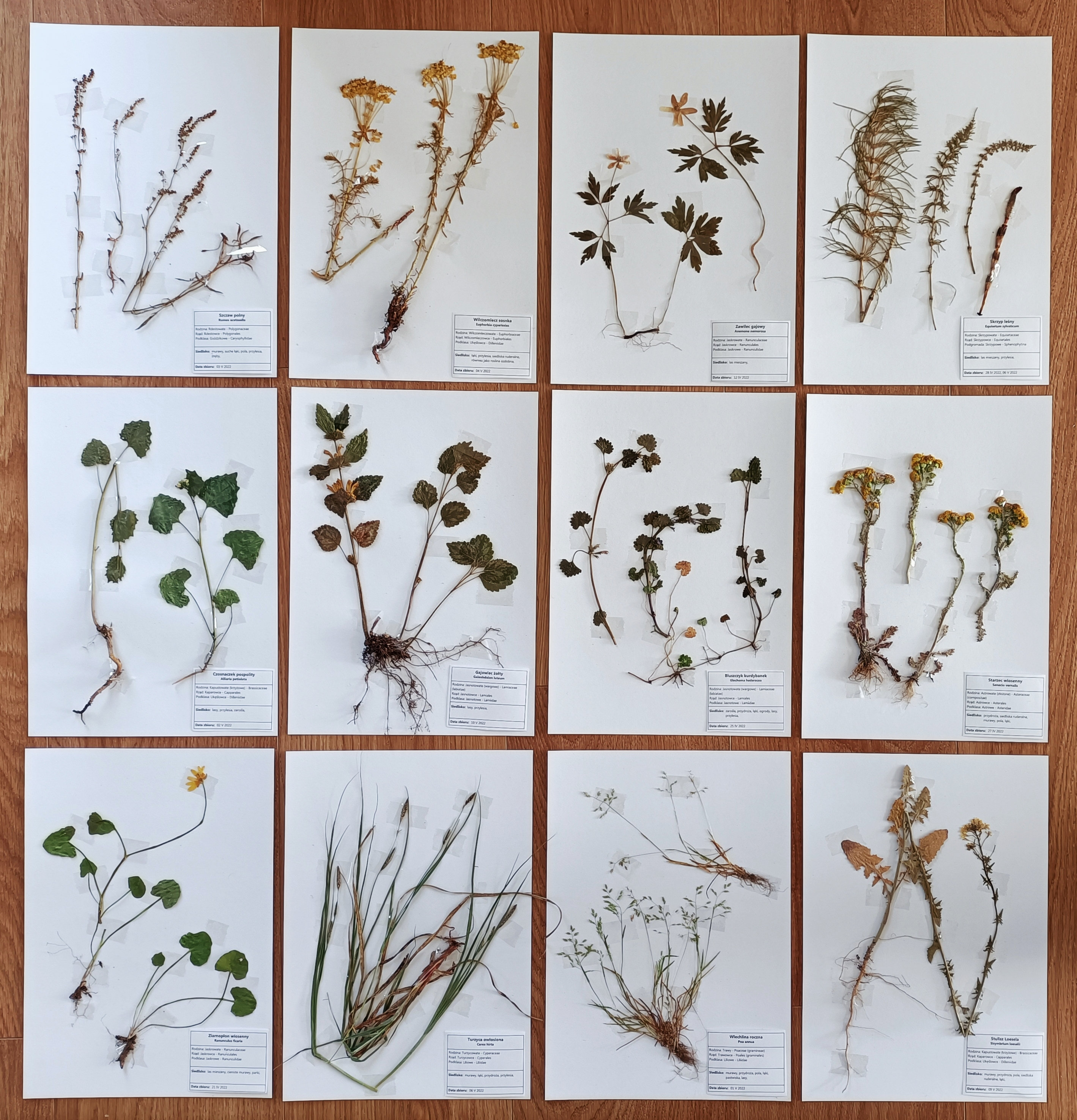 HERBARIUM 30 Weeds DRIED PLANTS - Etsy