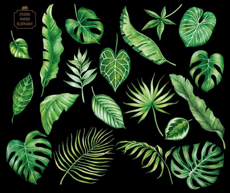 Watercolor Tropical Leaves Clipart Monstera Leaves Clipart | Etsy