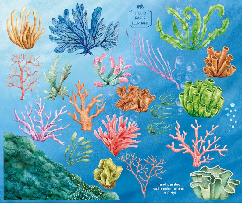 Watercolor Sea Corals Clipart Coral Reef Clipart Marine - Etsy