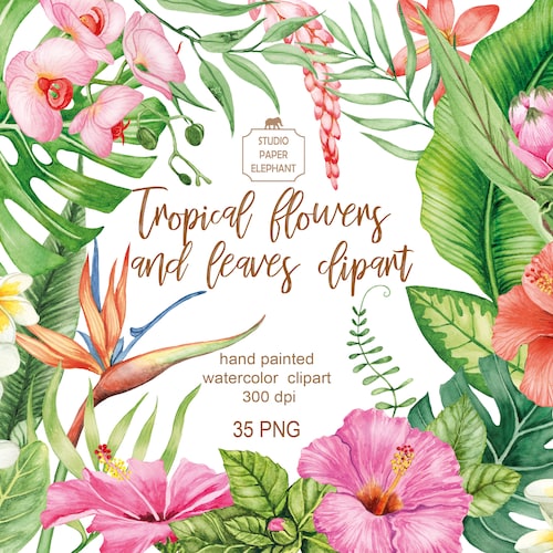 Watercolor Hawaii Clipart Summer Clipart PNG Tropical - Etsy