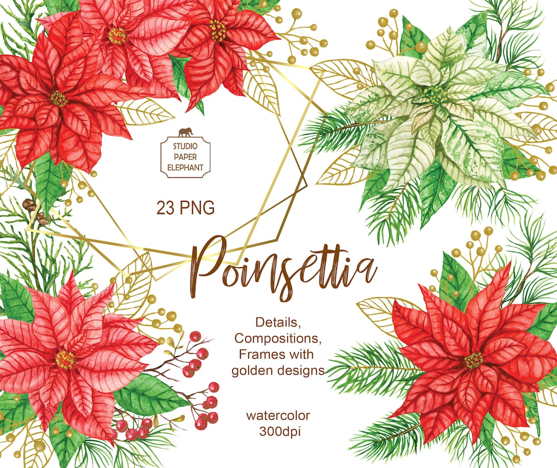 Watercolor Poinsettia Clipart Christmas Flower Christmas | Etsy