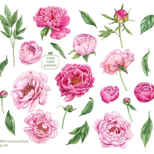 Watercolor Pink Peonies Clip Art, Peonies Flowers and Leaves, Wedding ...