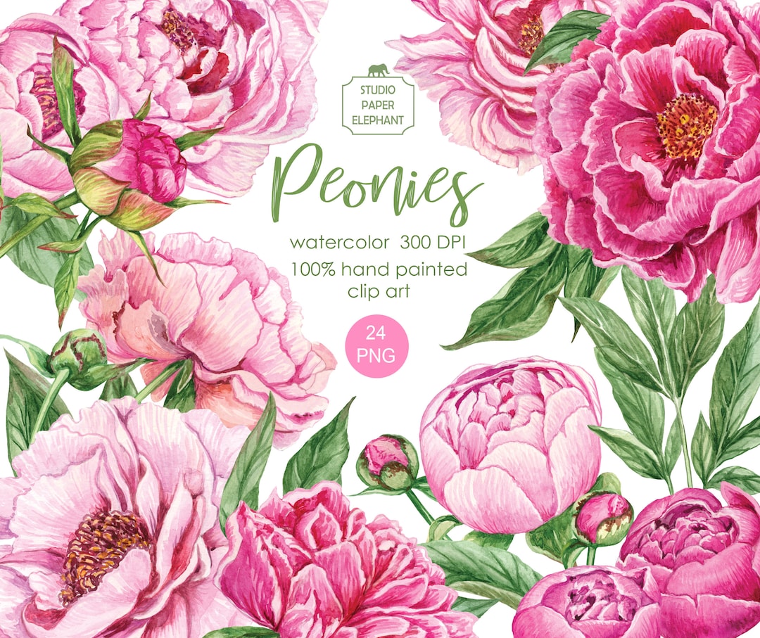 Watercolor Pink Peonies Clip Art, Peonies Flowers and Leaves, Wedding ...