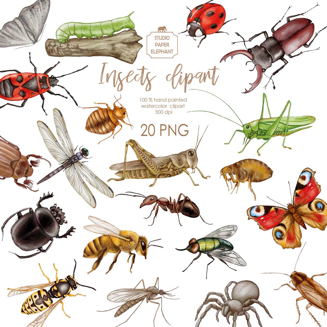 Watercolor Insects Clipart, Insect Bundle, Butterfly, Dragonfly, Ant ...