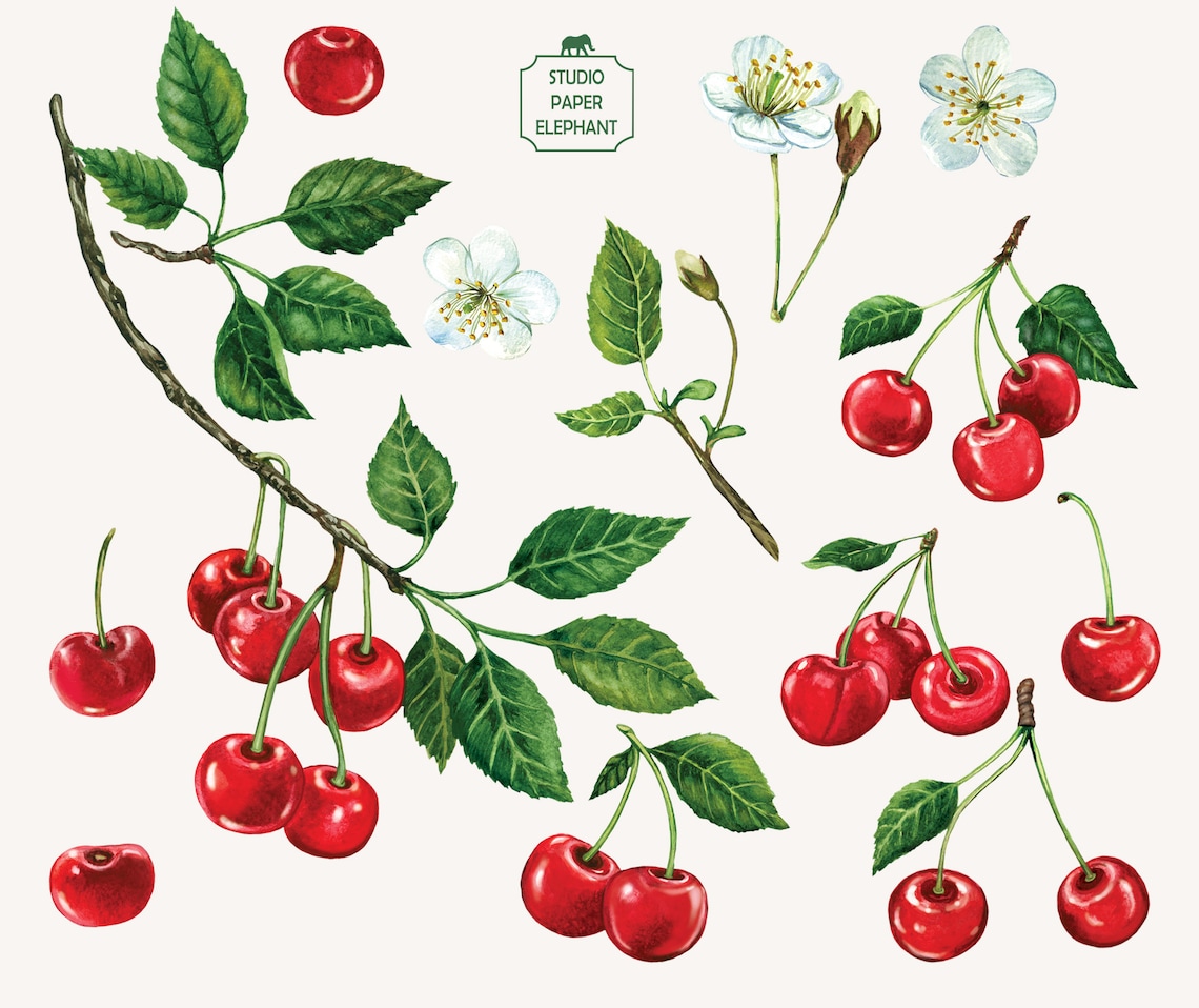 Watercolor Cherry Clipart: Blossom, Berries, Branch (PNG, Instant ...