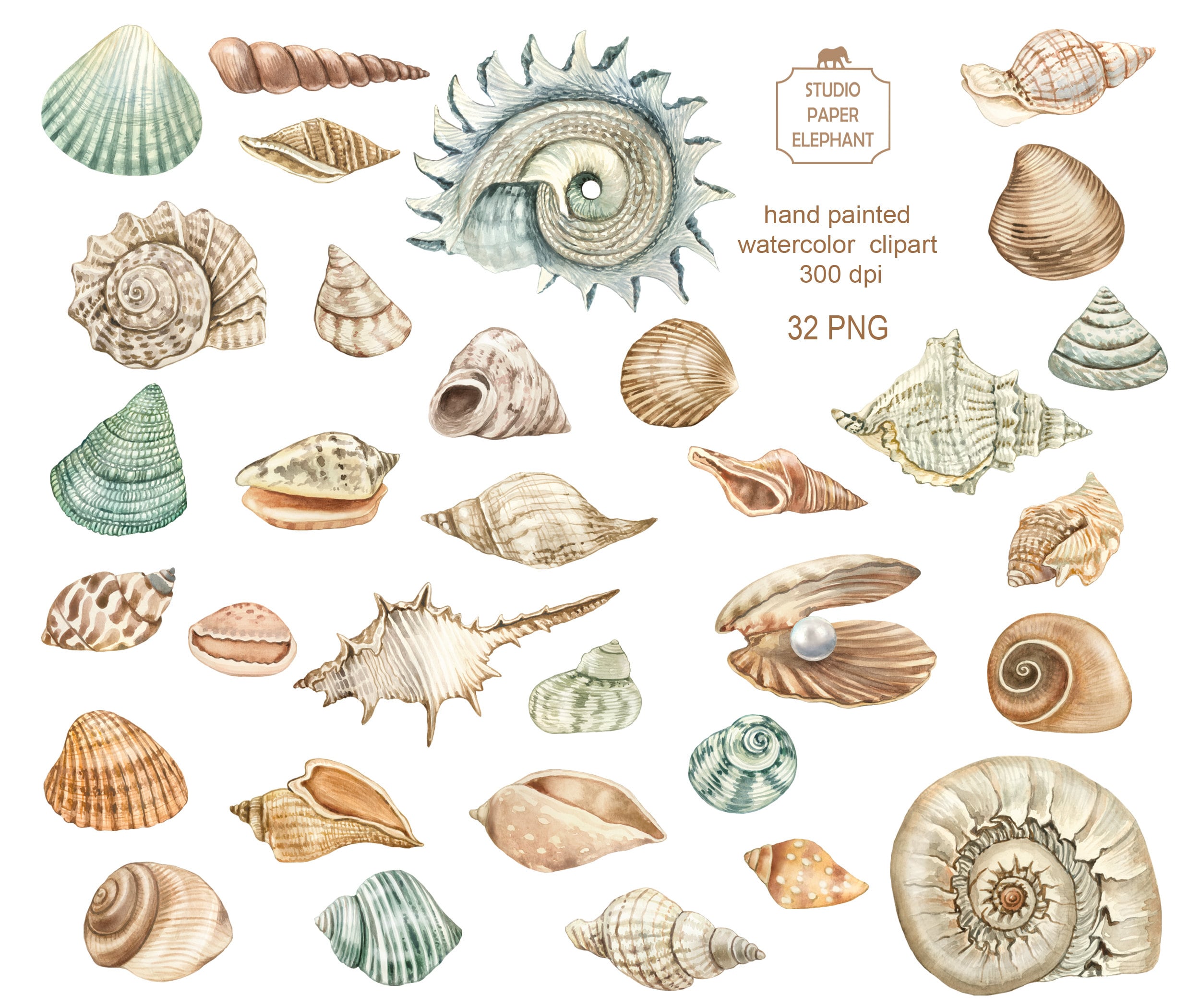 Watercolor Seashells Clipart Sea Shells Clipart Seashells - Etsy