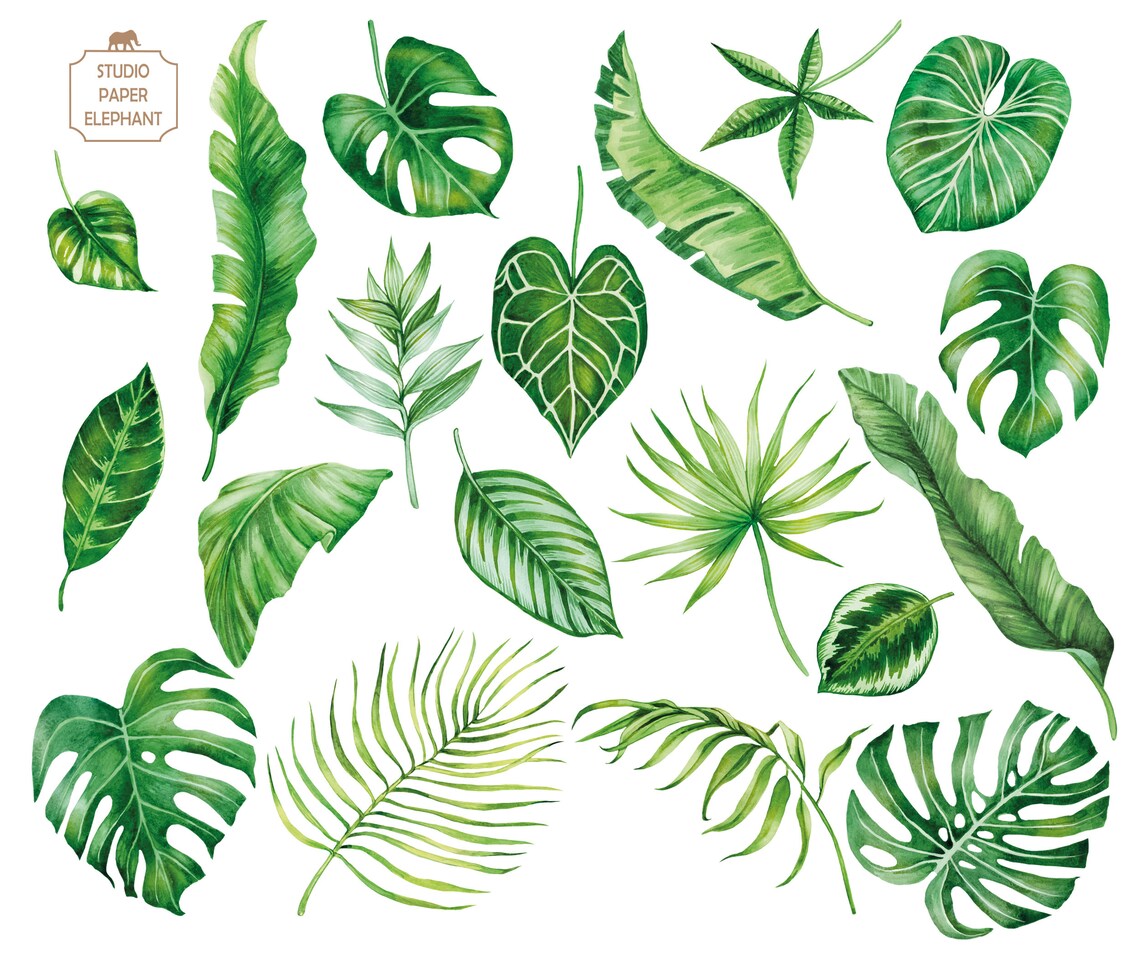 Watercolor Tropical Leaves Clipart Monstera Leaves Clipart | Etsy