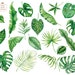 Watercolor Tropical Leaves Clipart, Monstera Leaves Clipart, Tropical ...