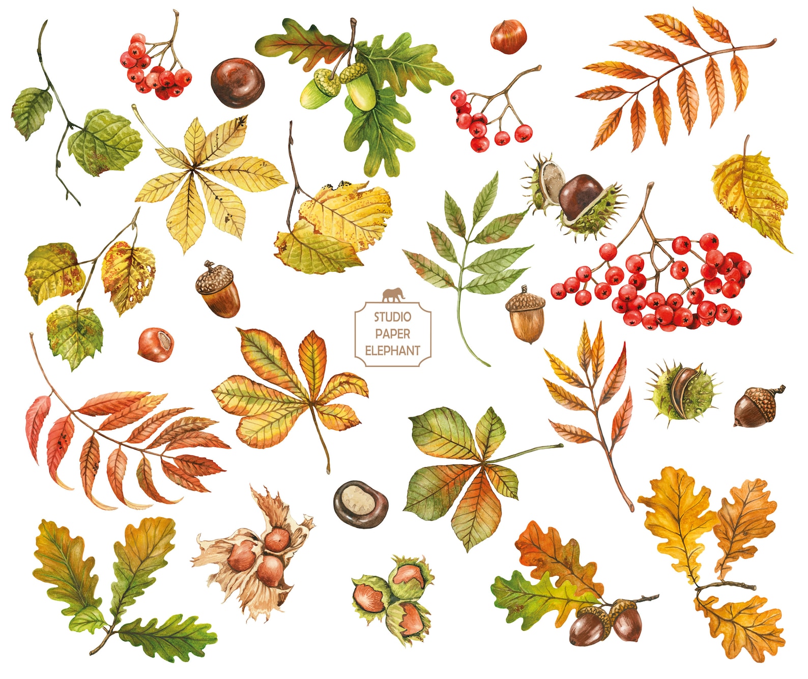 Watercolor Autumn Leaves Clipart Autumn Leaves Clipart Fall - Etsy