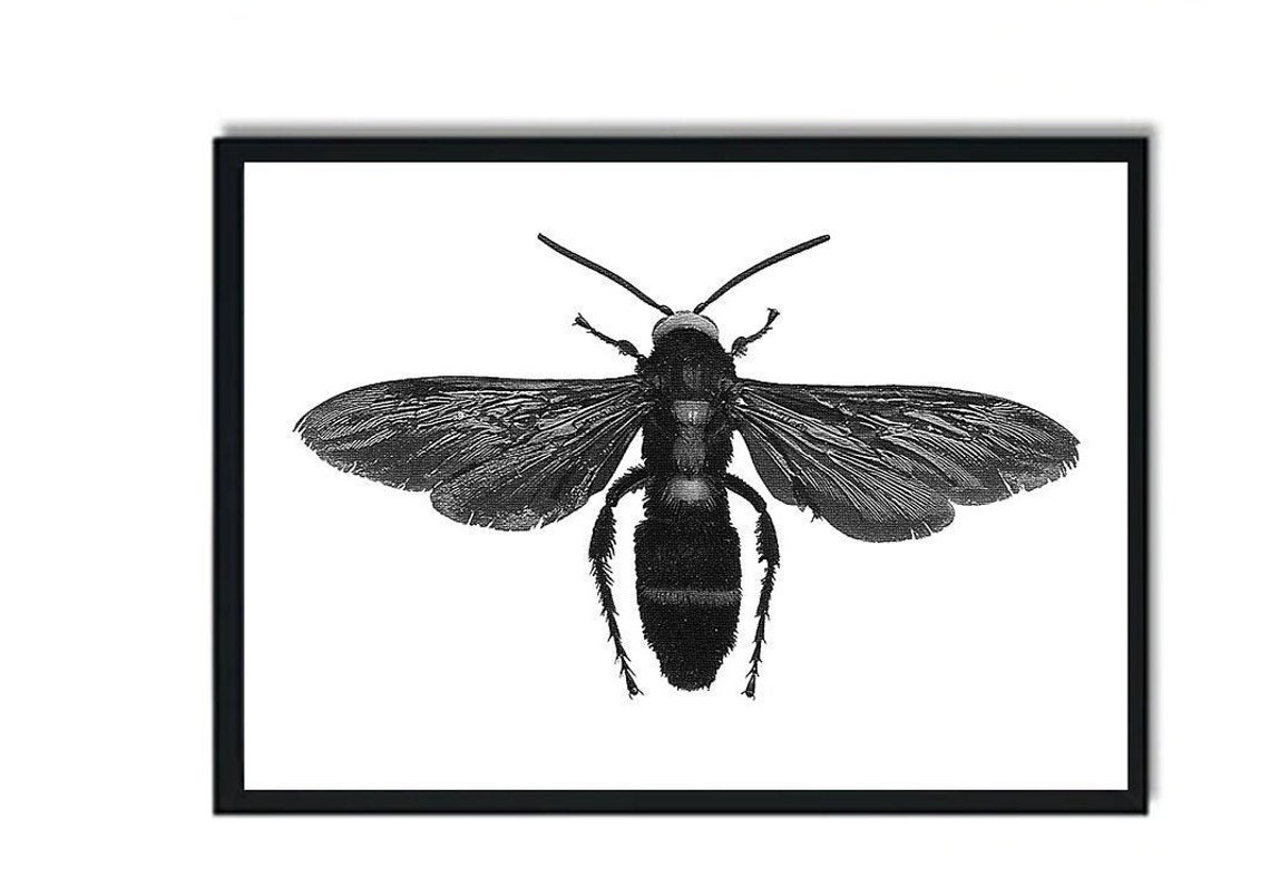 Set of 6 Insect Illustration Print, Black and White, Wall Art ...