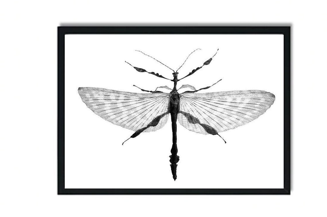 Set of 6 Insect Illustration Print, Black and White, Wall Art ...
