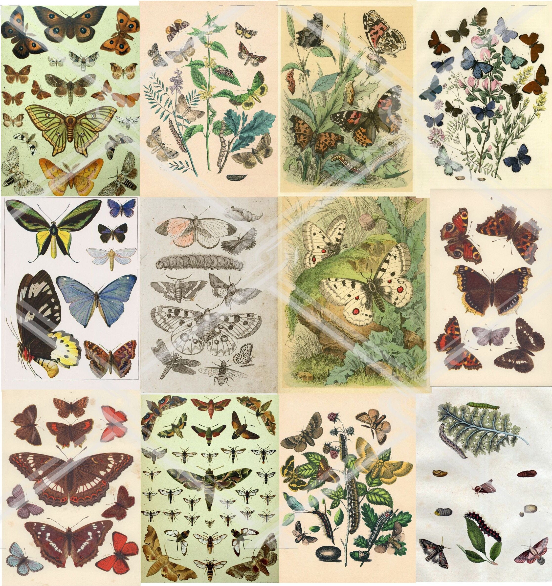 Vintage Butterfly Chart