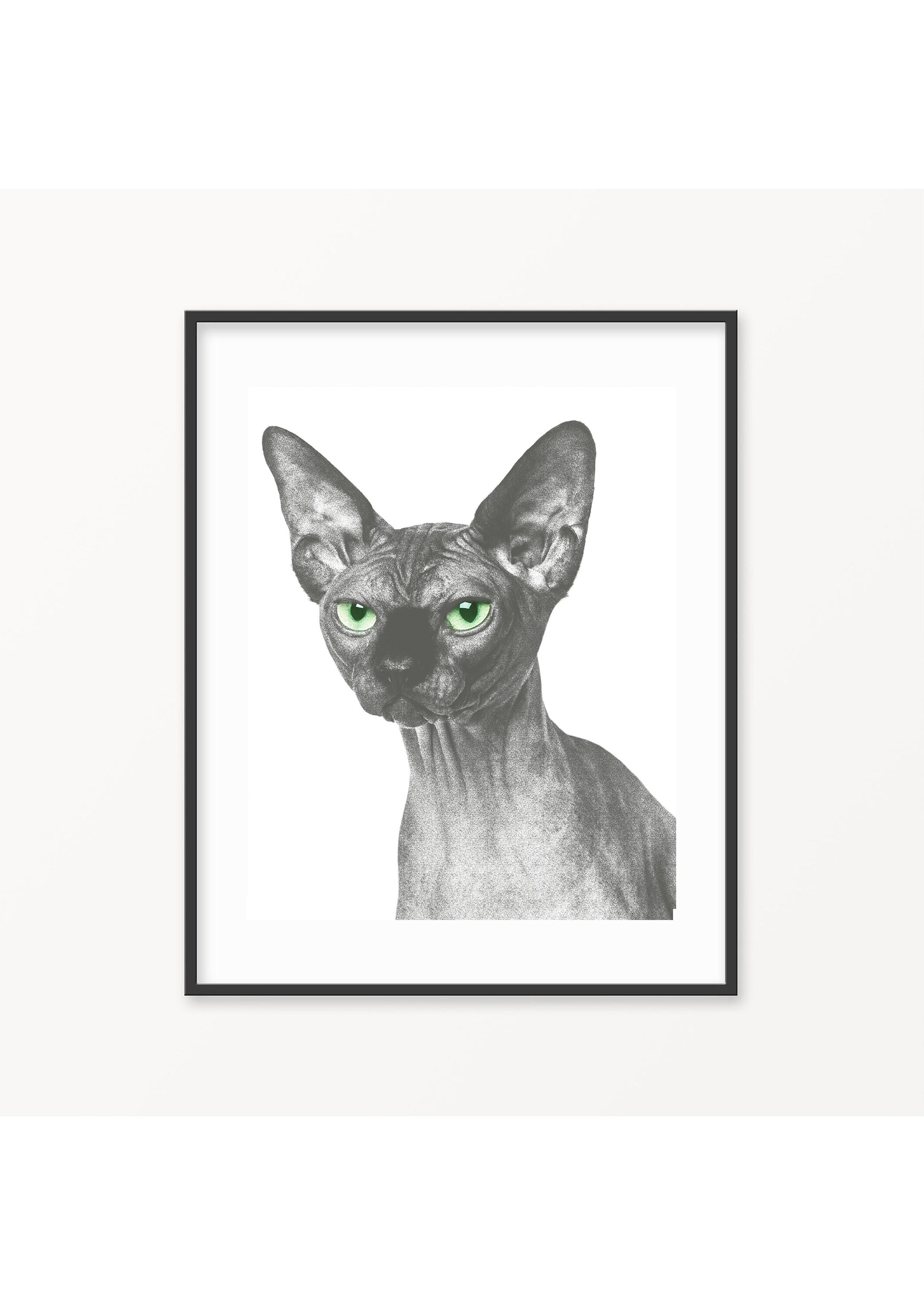 Angry Hairless Cat