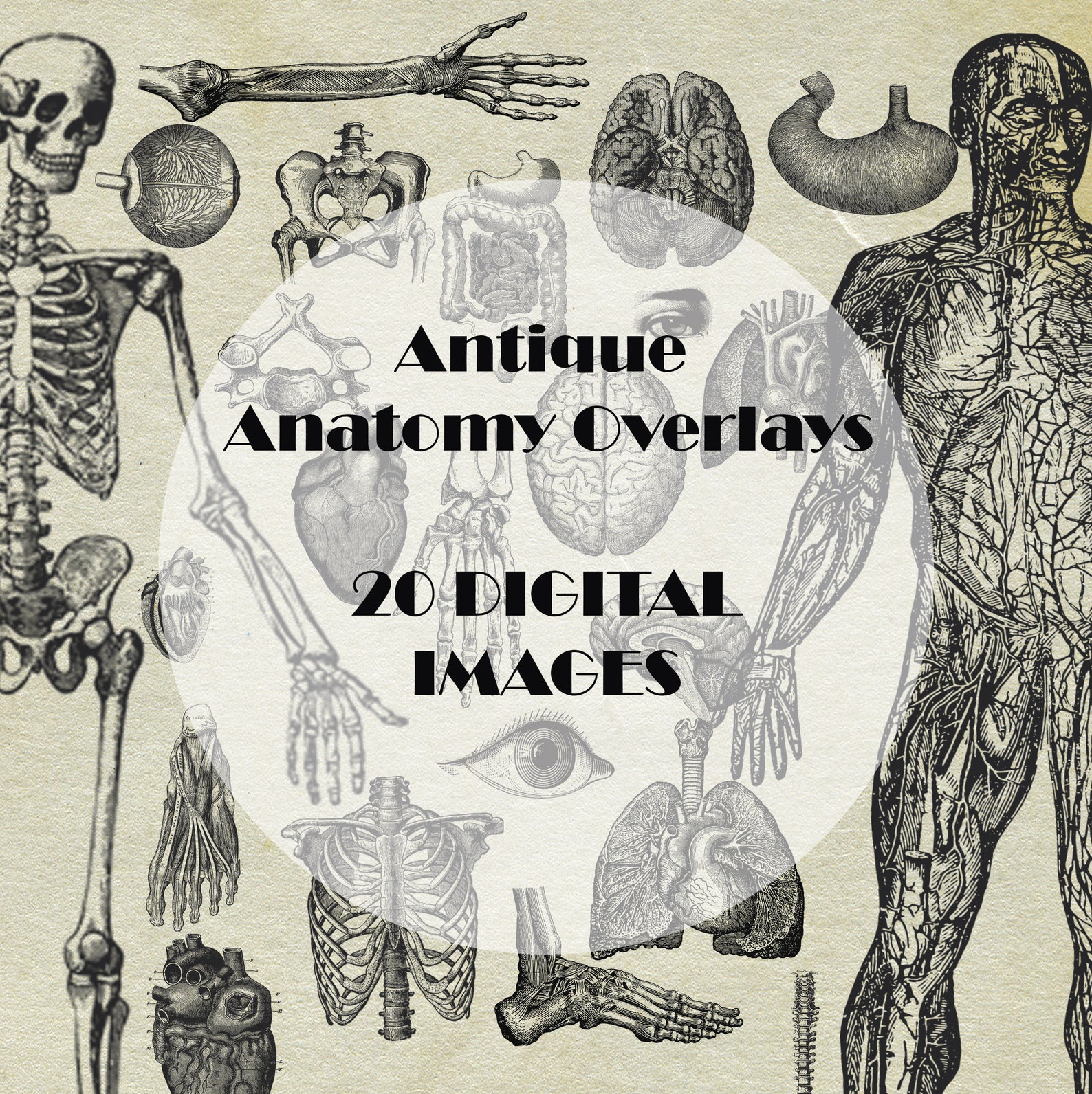 20 Anatomy Overlays Instant Download, Printable, Digital Collage ...