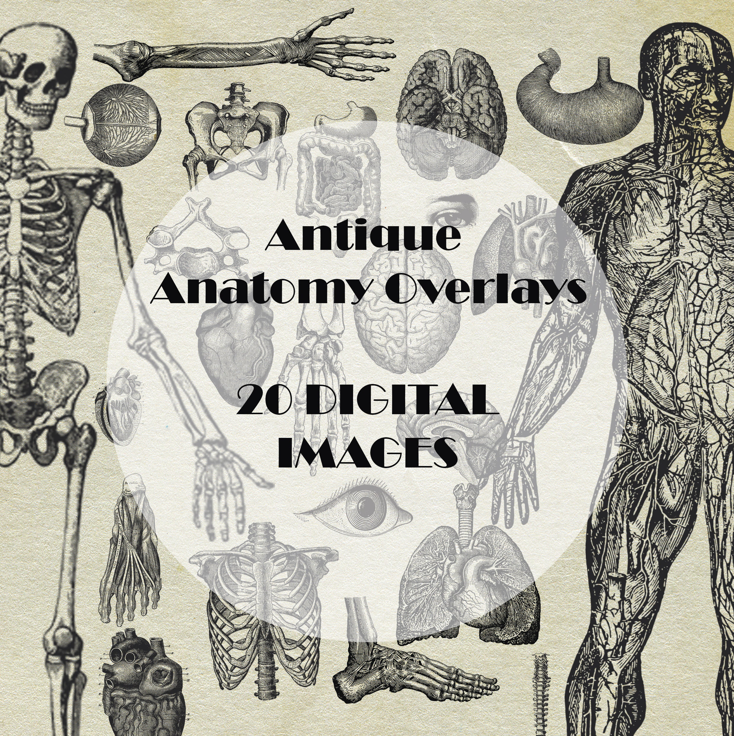 20 Anatomy Overlays Instant Download, Printable, Digital Collage ...