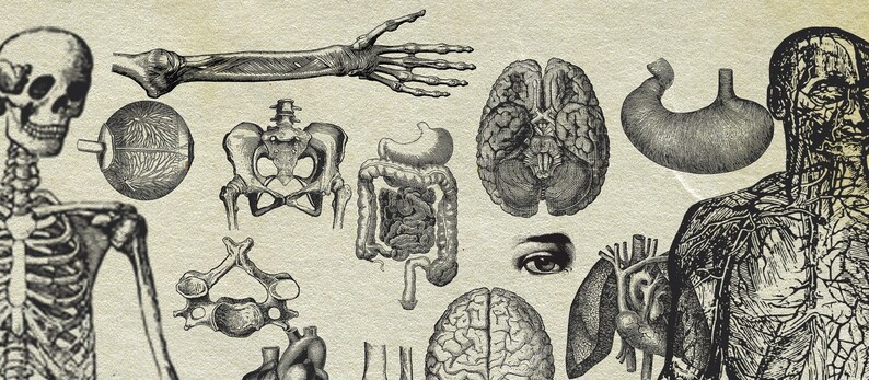 20 Anatomy Overlays Instant Download, Printable, Digital Collage ...