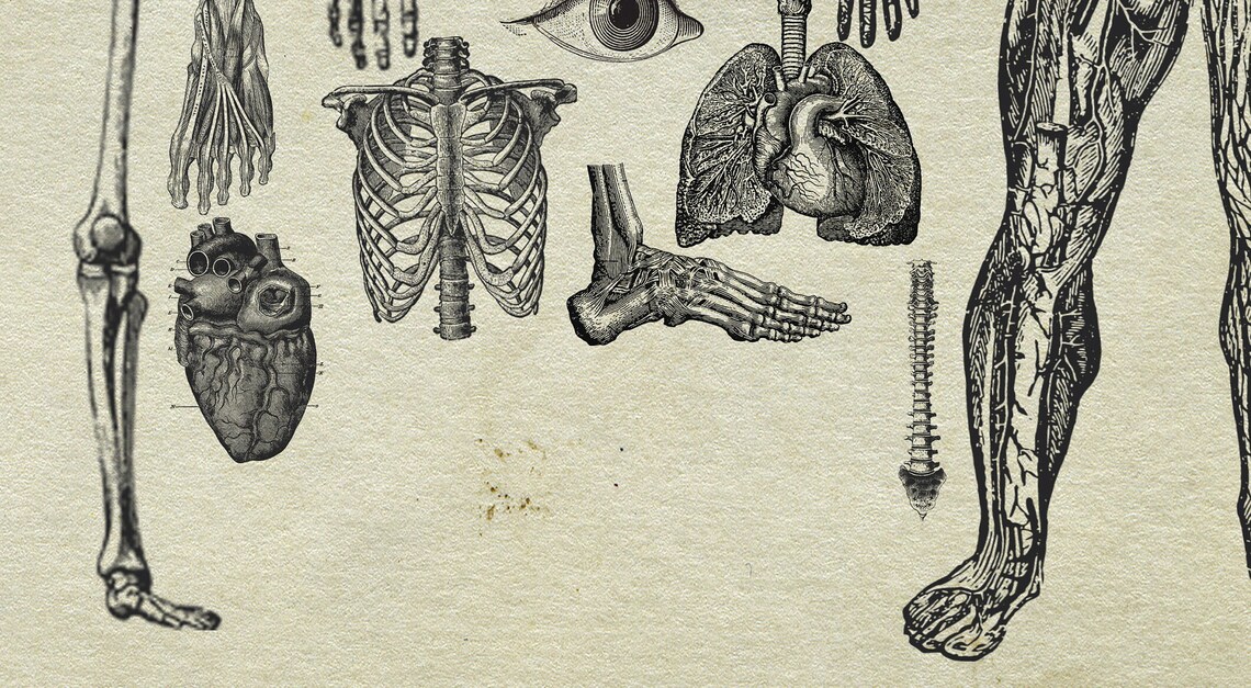 20 Anatomy Overlays Instant Download, Printable, Digital Collage ...