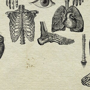 20 Anatomy Overlays Instant Download, Printable, Digital Collage ...