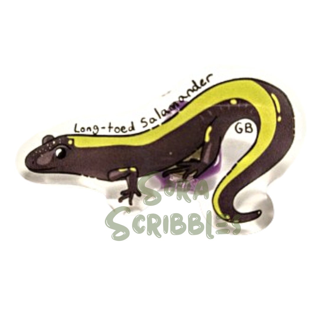 Long-toed Salamander Acrylic Pin - Etsy